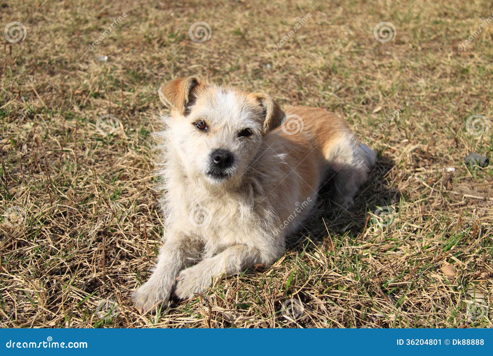 Stray dogs stock image. Image of cruel, bully, feature - 36204801