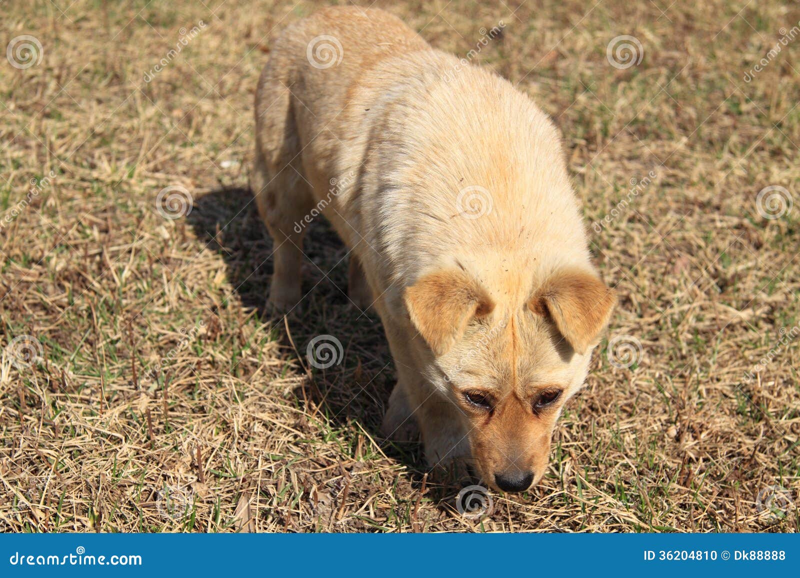 Stray dogs stock photo. Image of cute, abandoned, grass - 36204810