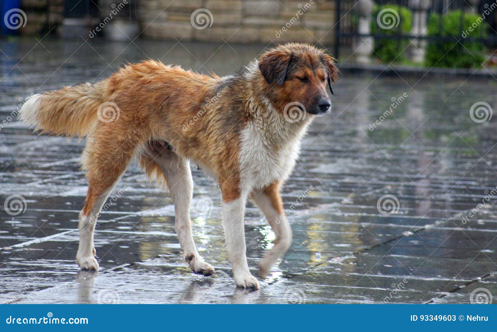 Stray dogs on the rain stock image. Image of water, mammal - 93349603