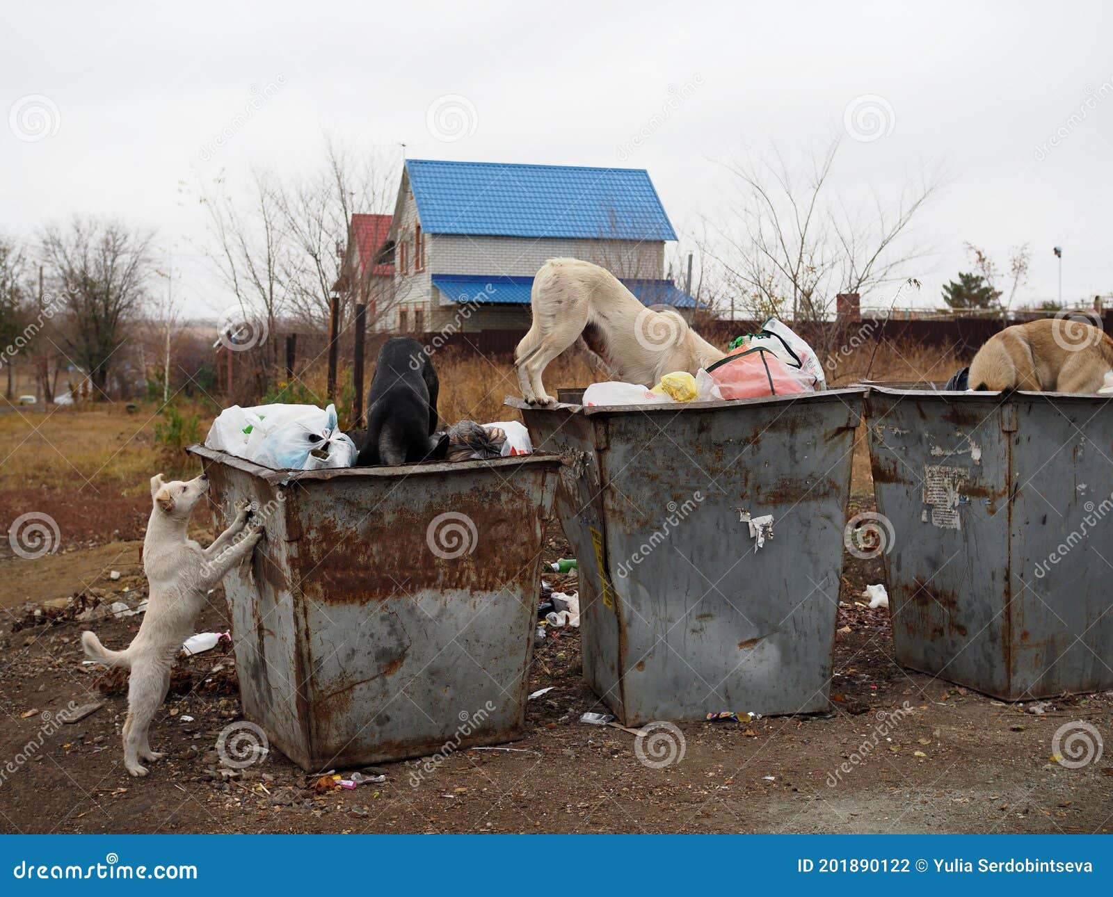 Stray Dogs Rummage through Dumpsters in Autumn Stock Photo - Image of ...