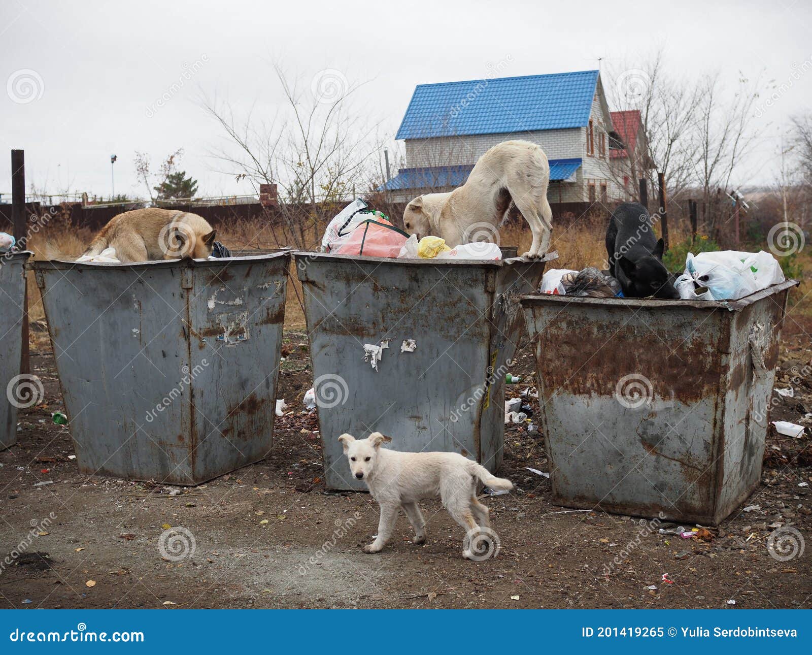 Stray Dogs Rummage through Dumpsters in Autumn Stock Image - Image of ...