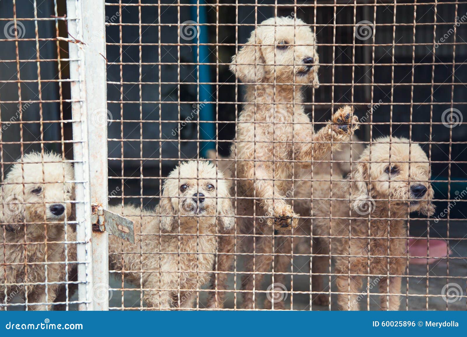 Stray dogs stock photo. Image of puppy, shelter, animal - 60025896