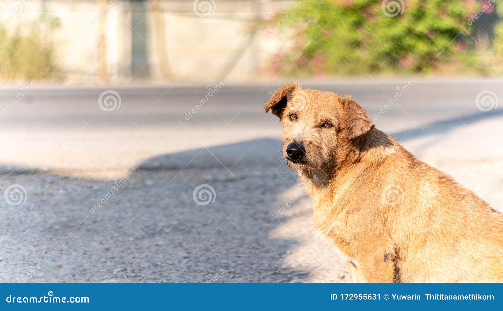 Stray Dogs Standing on the Roadside. Stock Image - Image of background ...