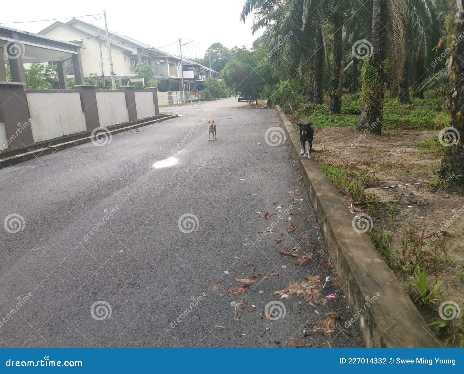 Stray dogs by the street stock photo. Image of looking - 227014332