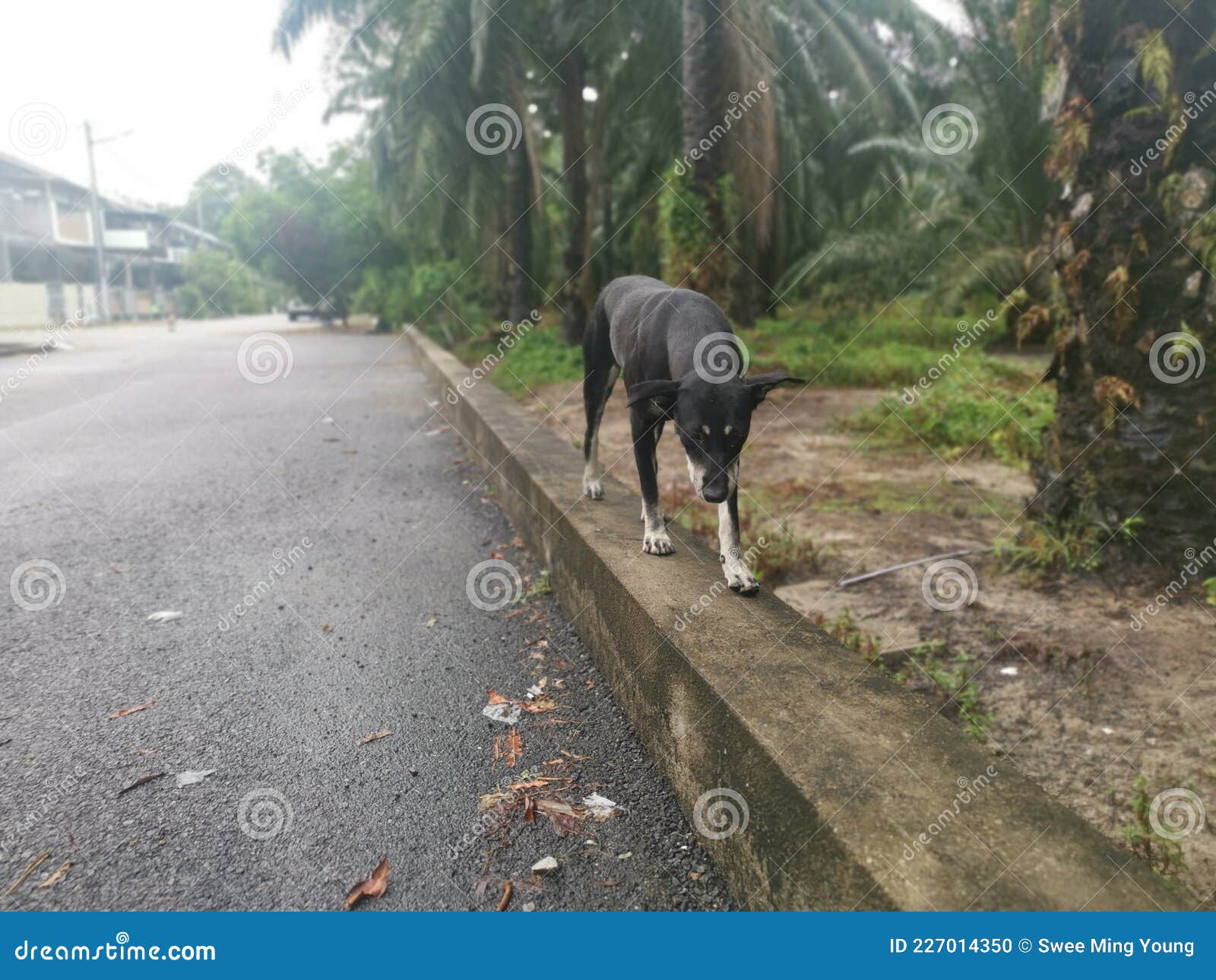 Stray dogs by the street stock photo. Image of architecture - 227014350