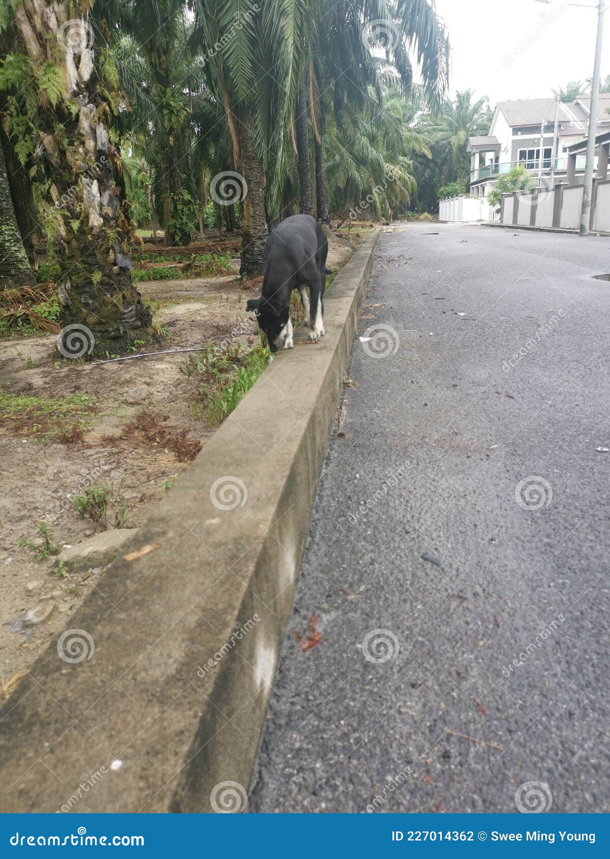 Stray dogs by the street stock photo. Image of group - 227014362