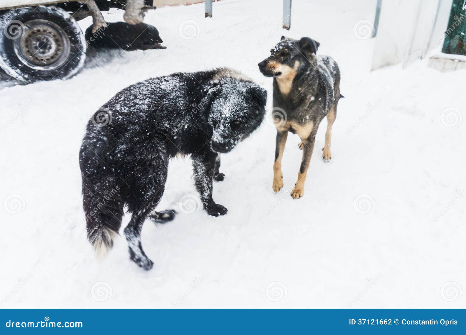Stray Dogs Wandering In The House Premises Stock Photo | CartoonDealer ...