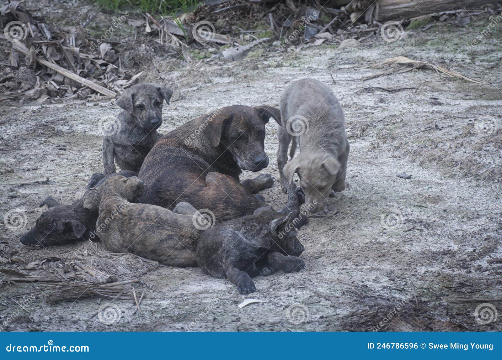 Stray Female Dog with Her Puppies Stock Photo - Image of homeless ...
