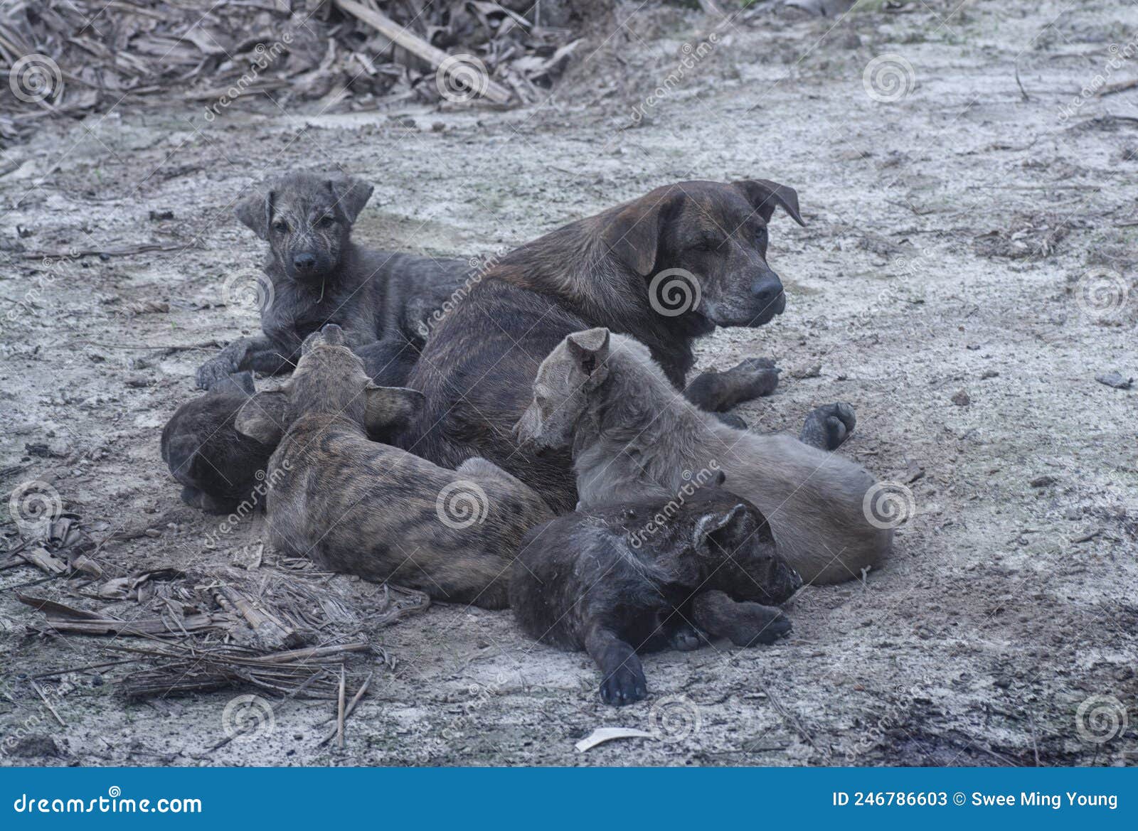 Stray Female Dog with Her Puppies Stock Image - Image of dirty, eyes ...