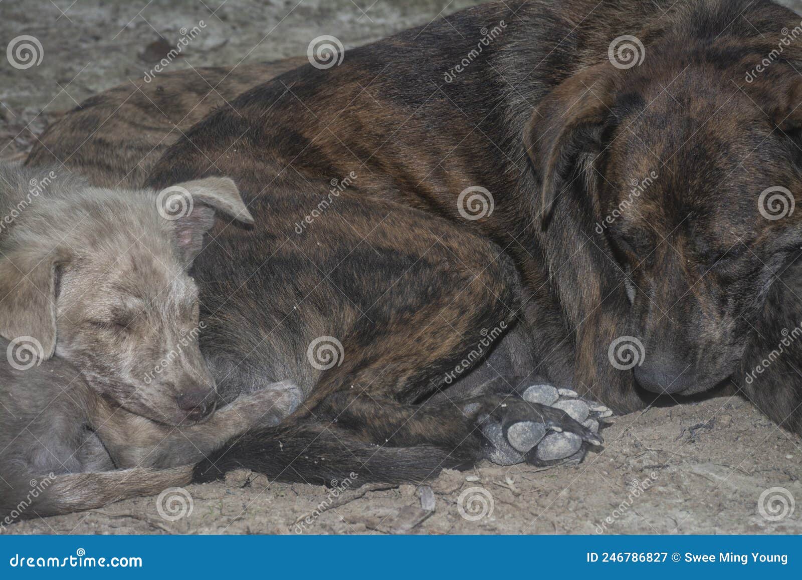 Stray Female Dog with Her Puppies Stock Image - Image of eyes, close ...