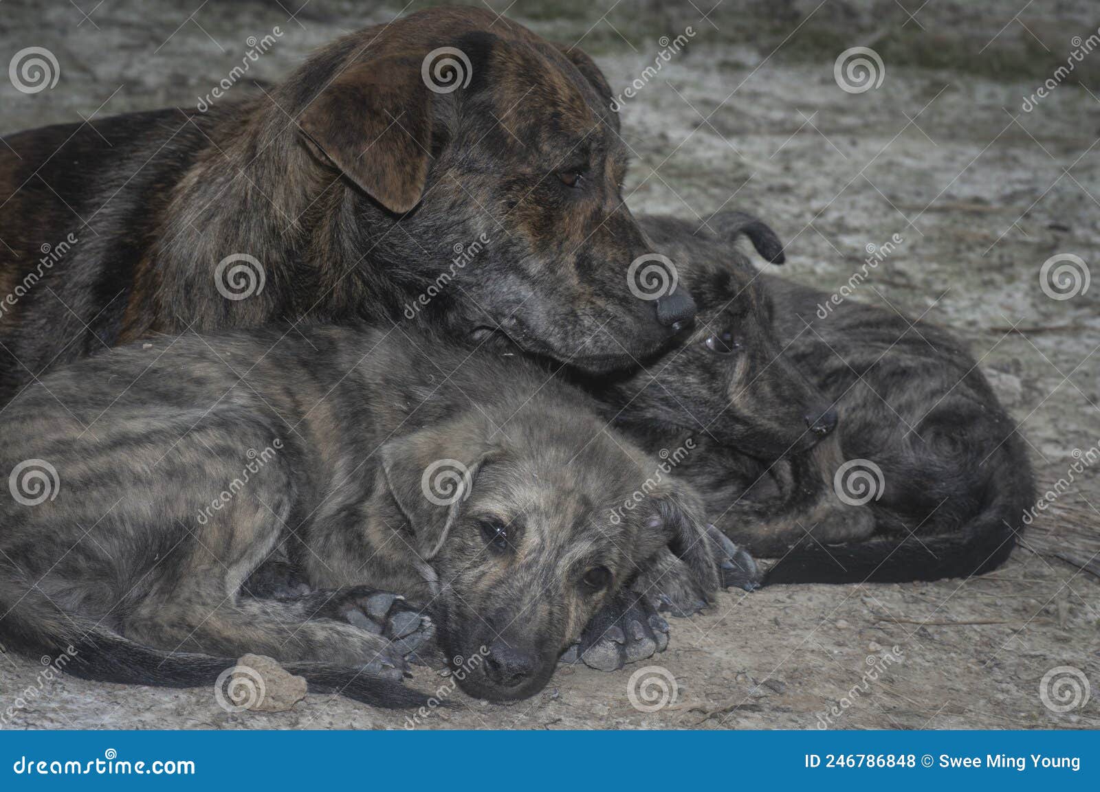 Stray Female Dog with Her Puppies Stock Photo - Image of looking, brown ...