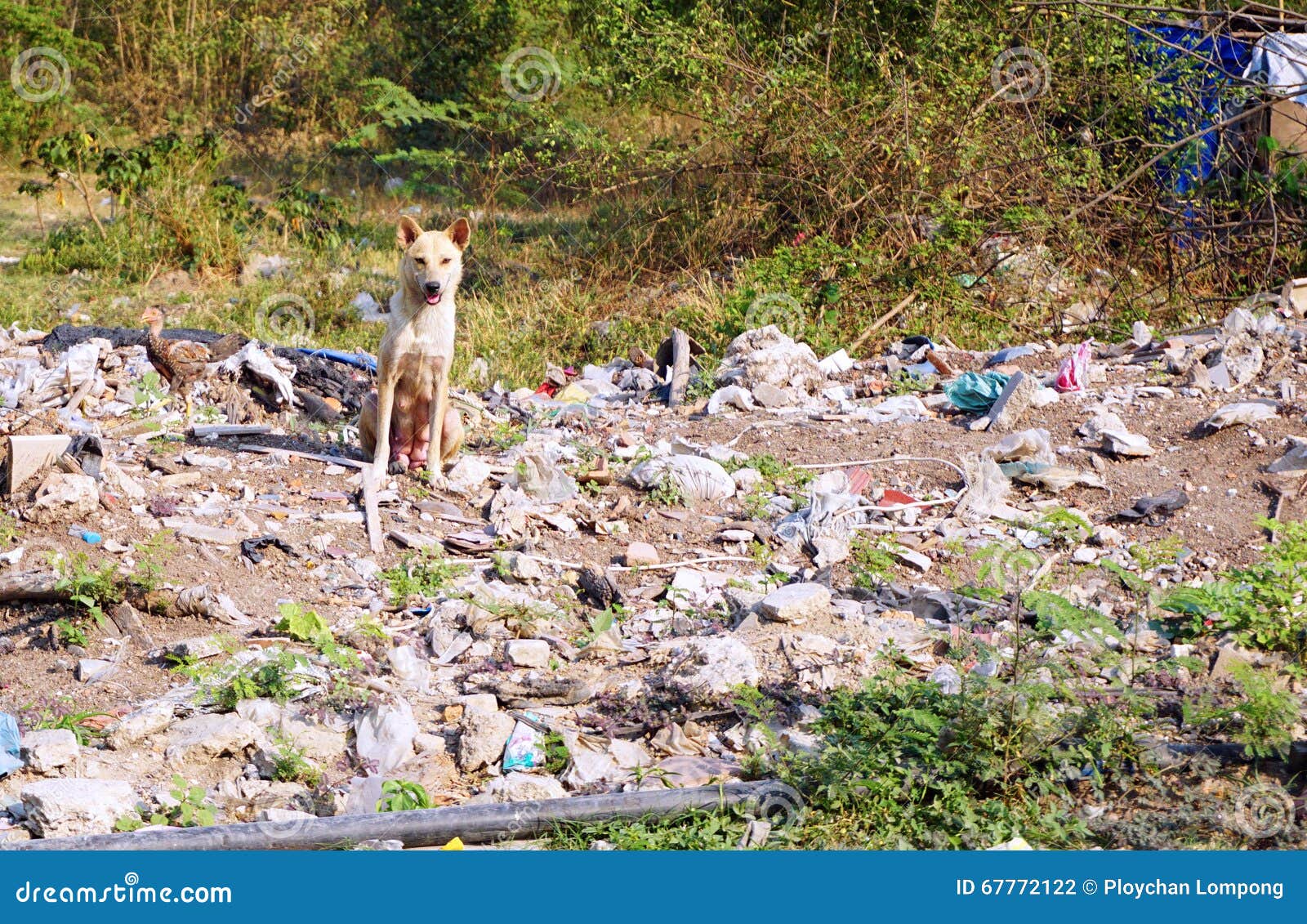 Stray Female Dog in Poor Area Stock Photo - Image of area, help: 67772122