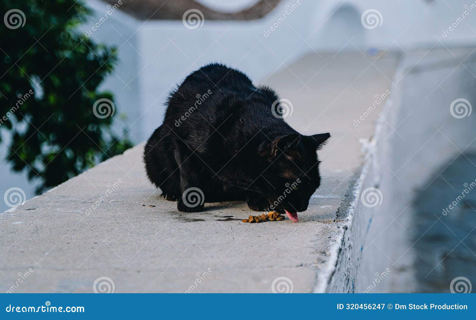 Stray feral cat eating stock image. Image of homeless - 320456247
