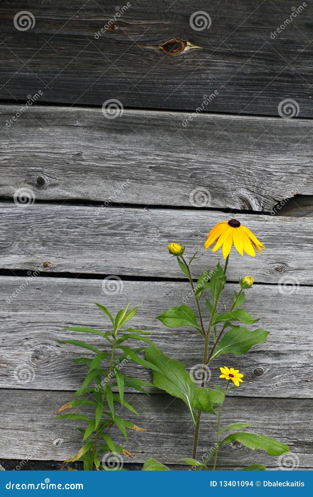 Stray flower stock photo. Image of architecture, agriculture - 13401094