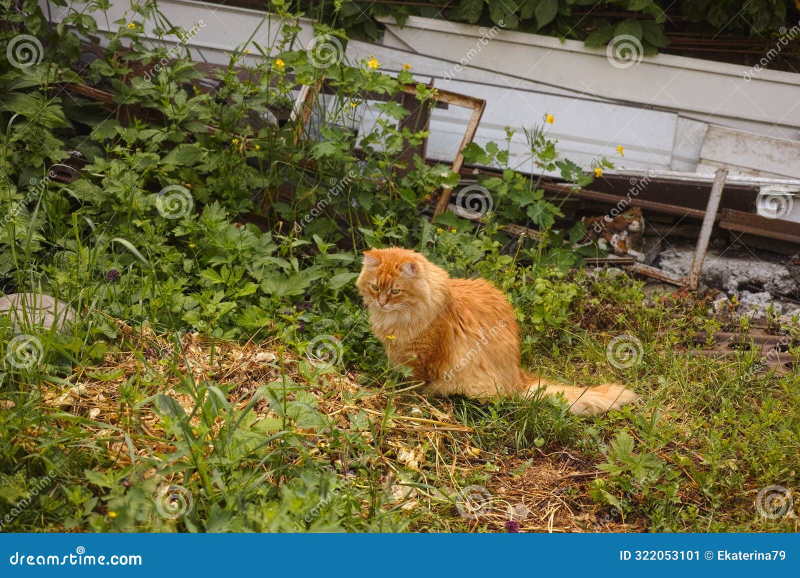 Stray Ginger Cat Sitting Outside on Grass Stock Image - Image of dump ...
