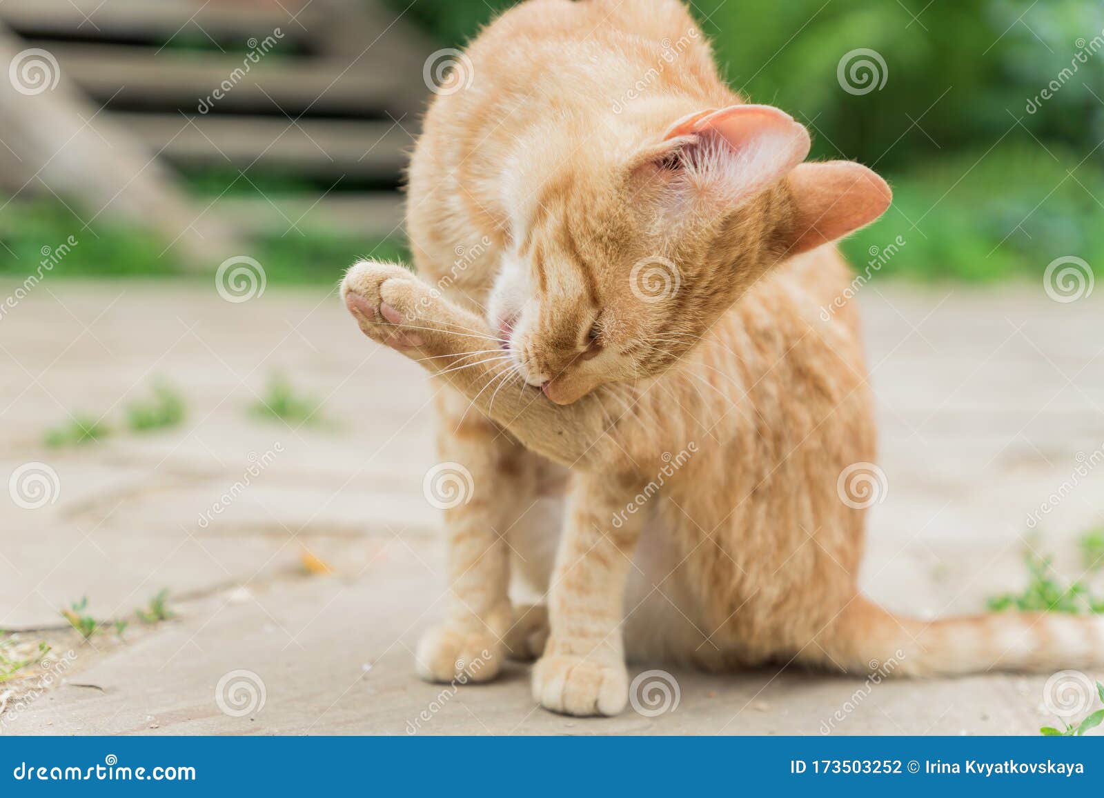 Stray Ginger Cat Sitting on the Road Stock Photo - Image of alone ...
