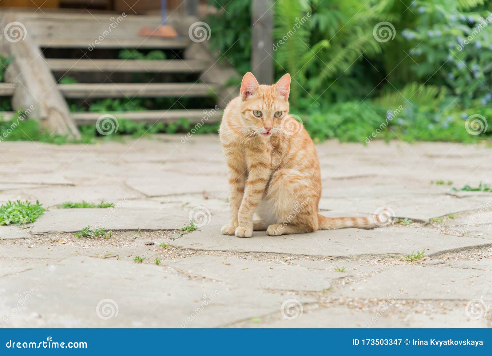 Stray Ginger Cat Sitting on the Road Stock Image - Image of young ...