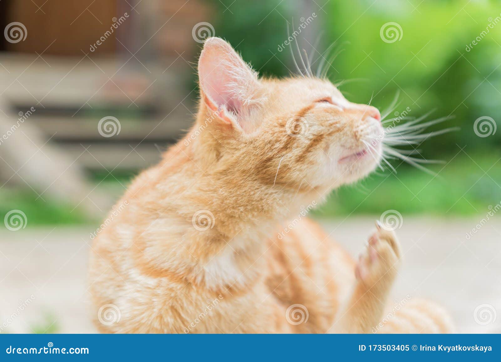 Stray Ginger Cat Sitting on the Road Stock Image - Image of homeless ...