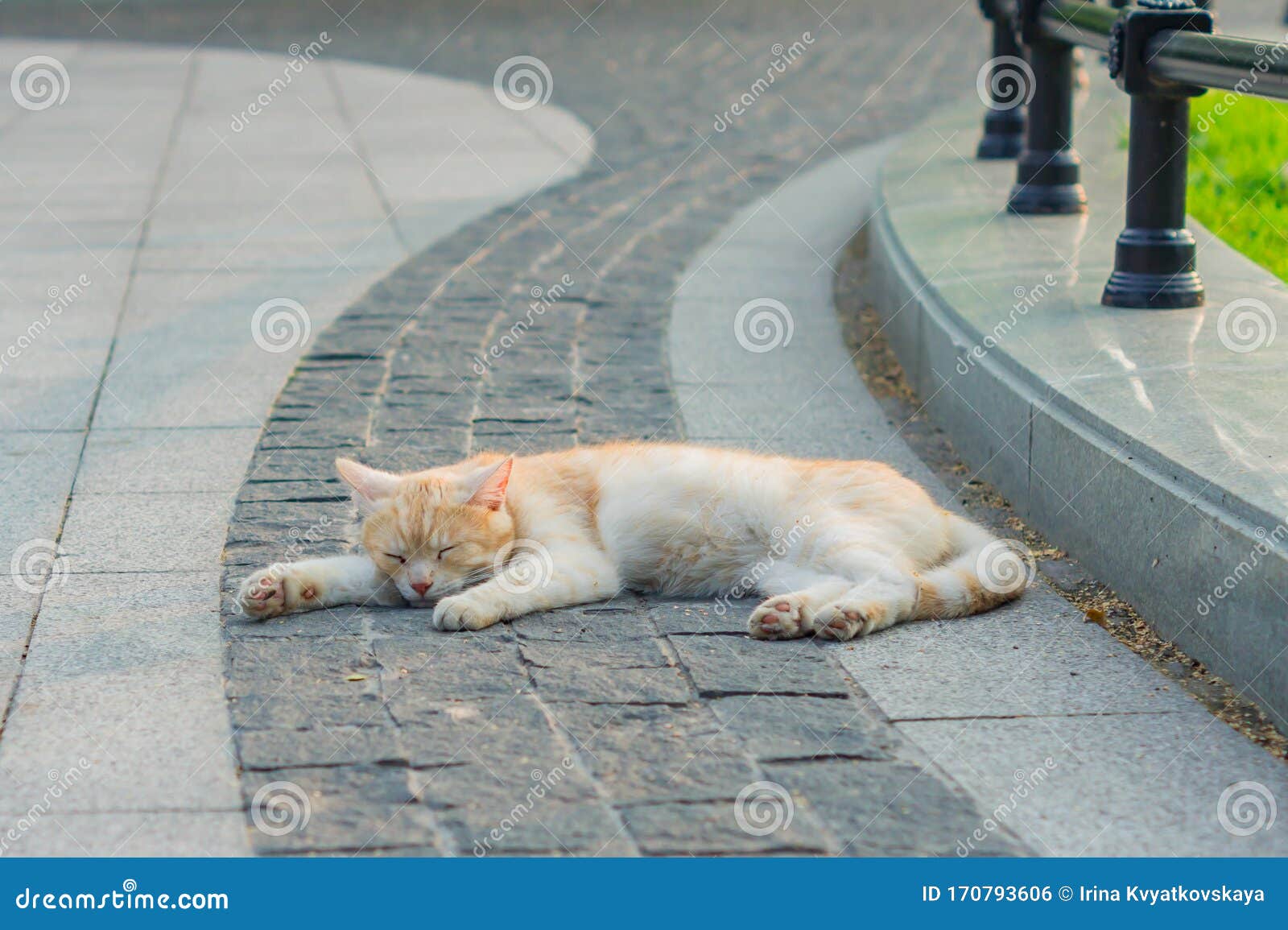 Stray Ginger Cat Sleeping on the Pavement Stock Photo - Image of ...