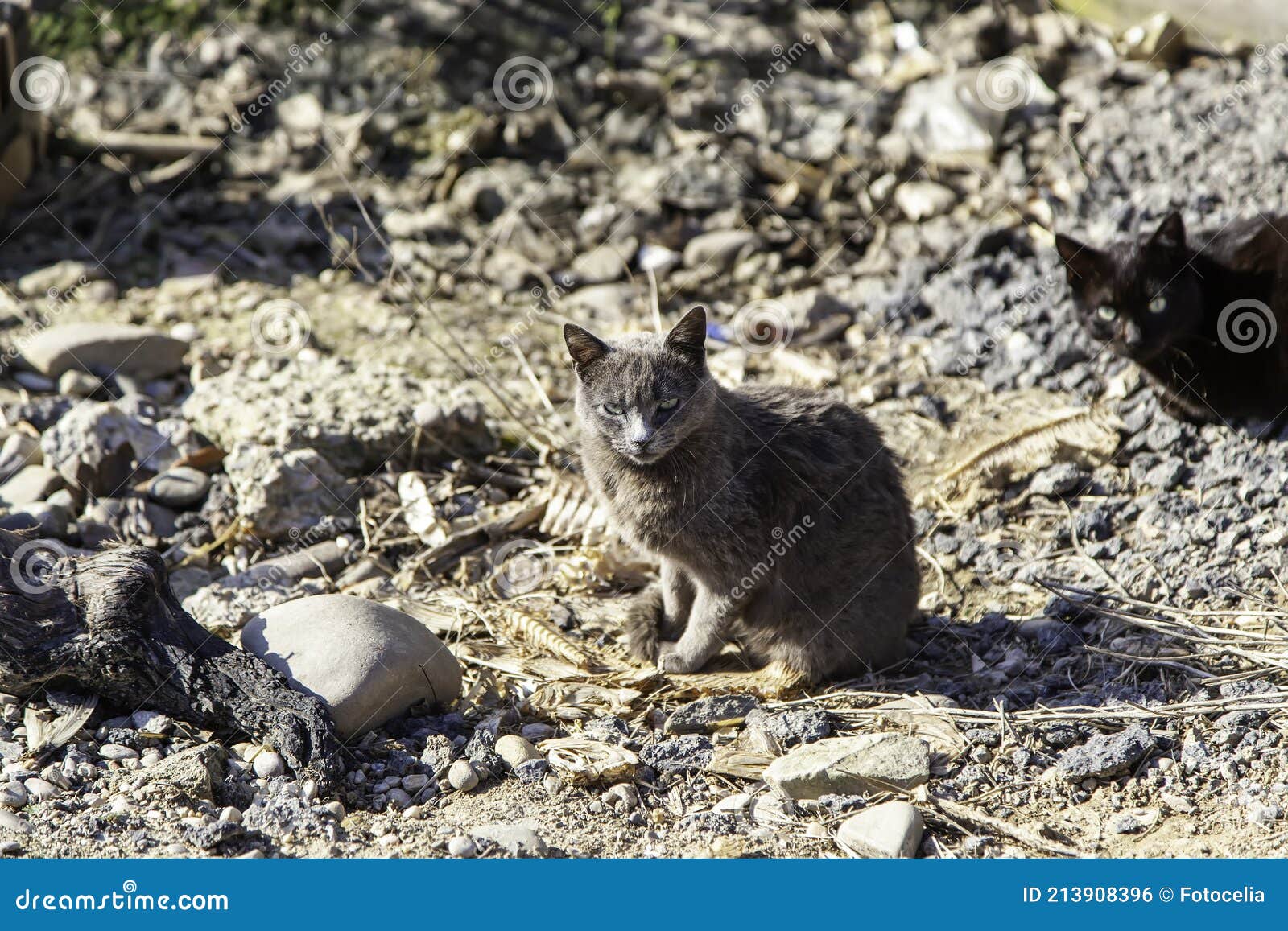 Stray gray cat stock photo. Image of adorable, head - 213908396