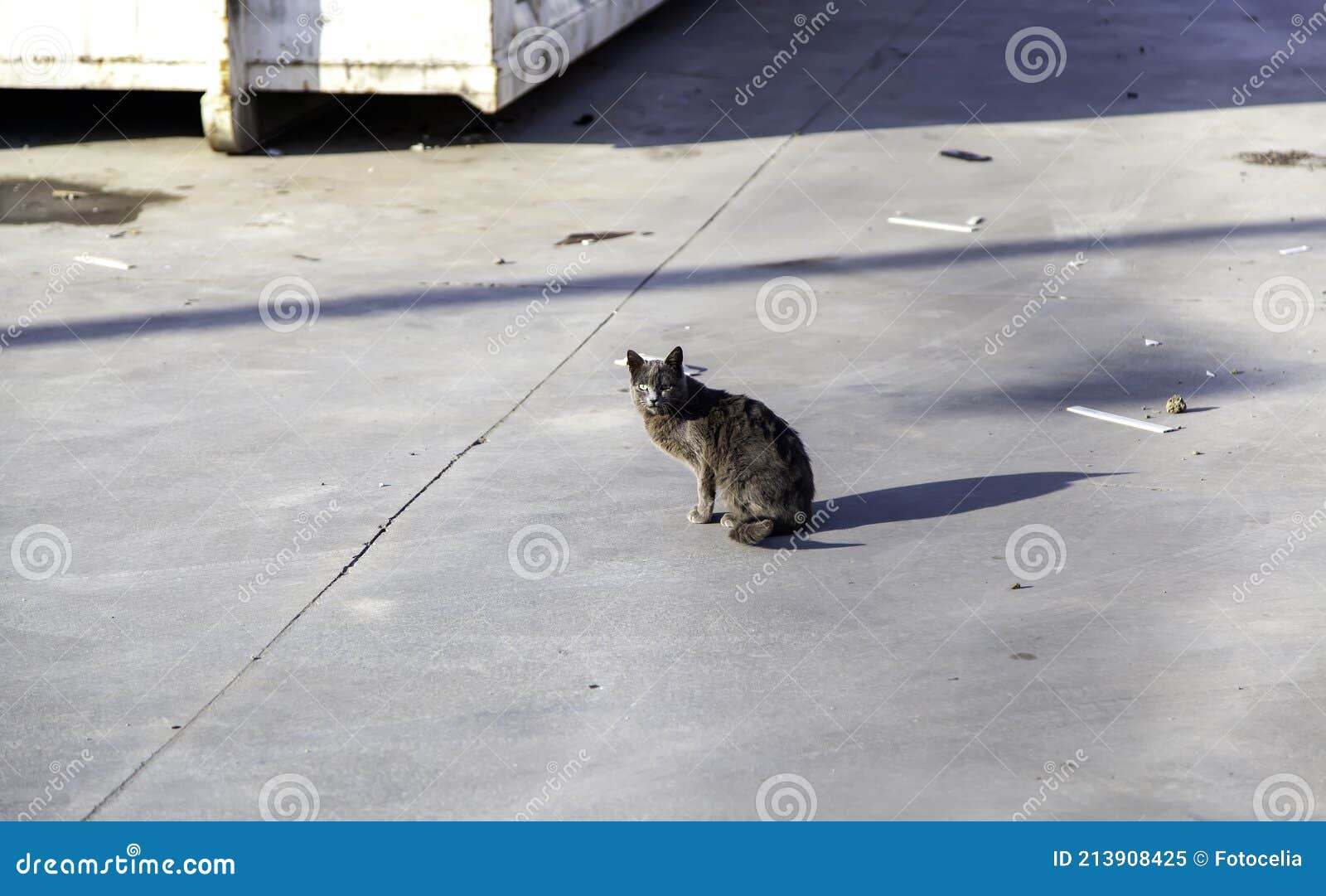 Stray gray cat stock image. Image of eyes, feline, feral - 213908425