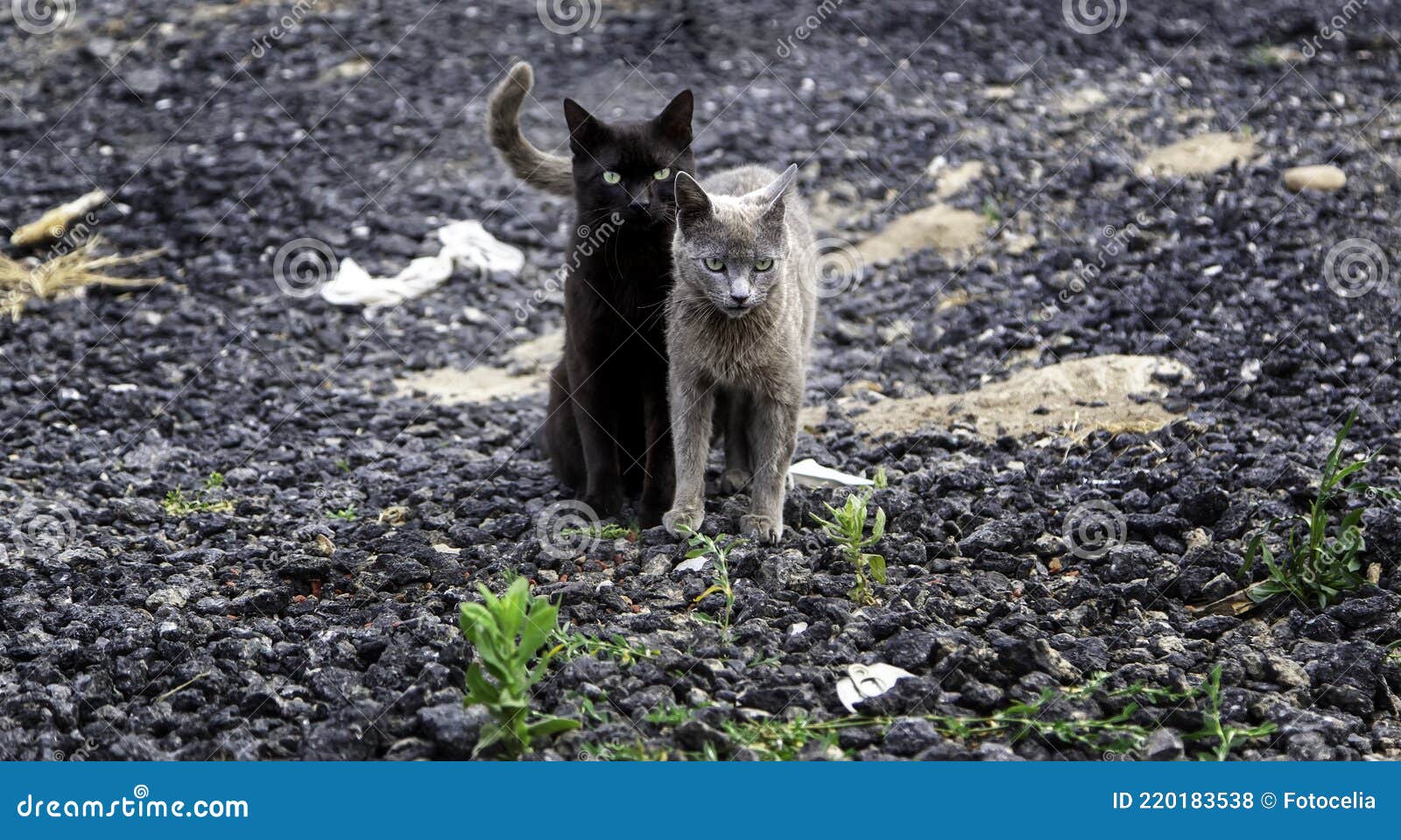 Stray gray cat stock photo. Image of kitten, feline - 220183538