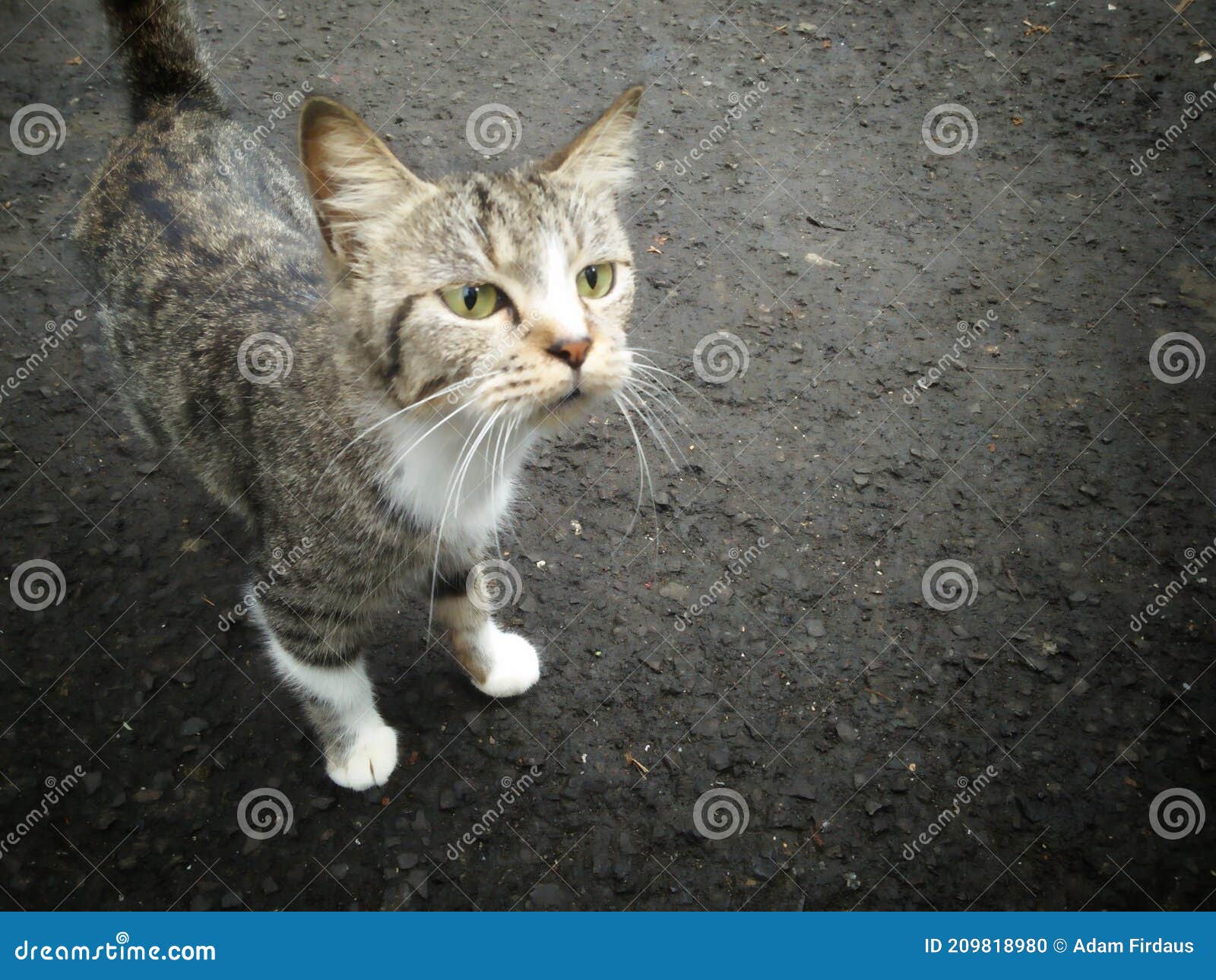 A Stray Grey Cat on the Asphalt Road Stock Photo - Image of pets, road ...