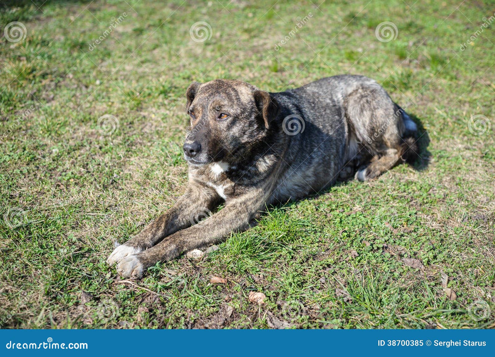 Stray Or Homeless Dogs In Cages In A Shelter For Homeless Animals Stock ...