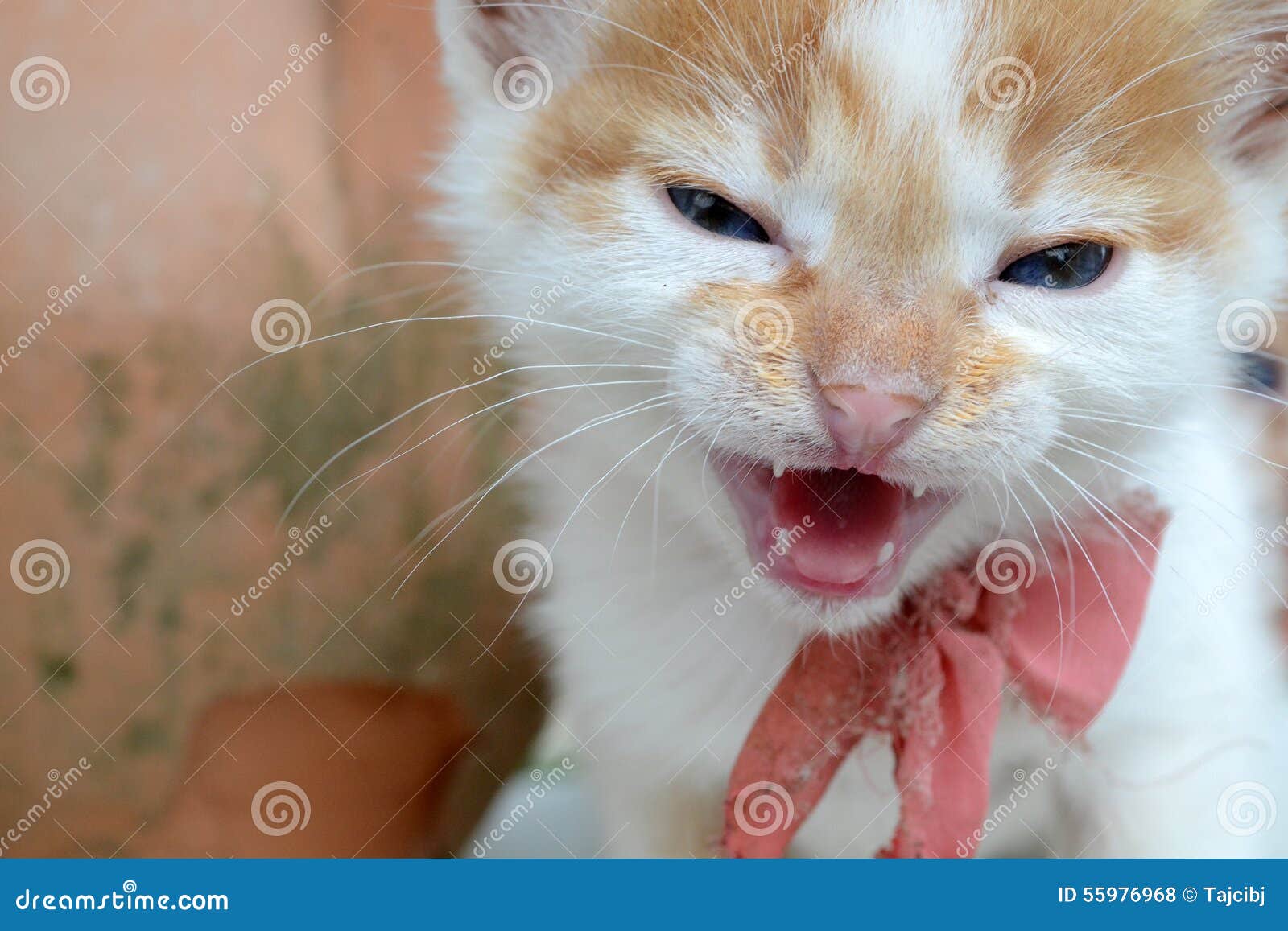 Stray kitten angry stock photo. Image of purebred, hair - 55976968