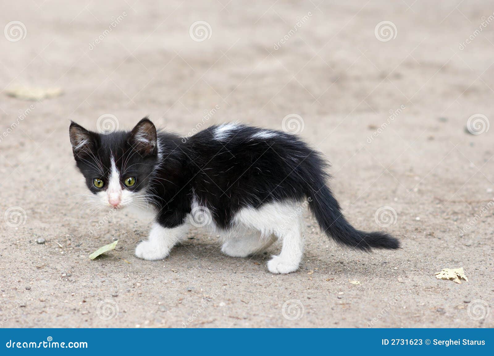 Stray kitten walking stock image. Image of stone, search - 2731623