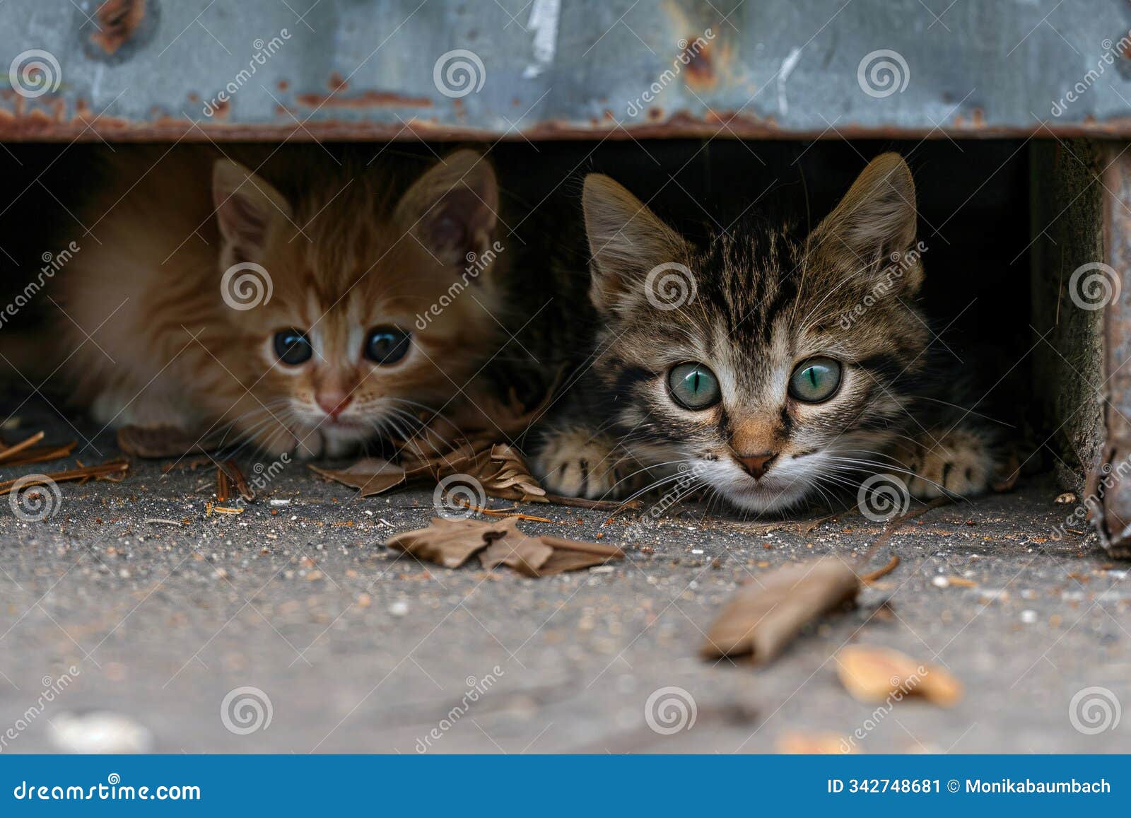Two Stray Kittens Hiding Under Object Royalty-Free Stock Photo ...