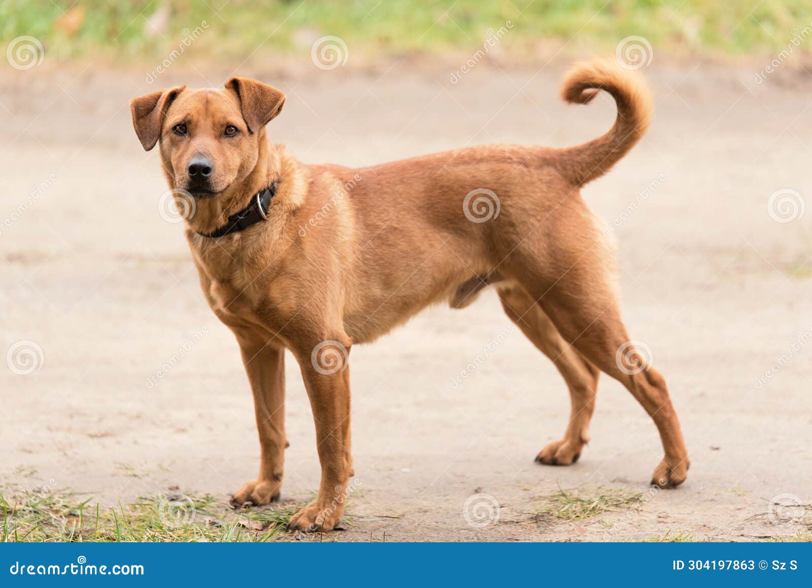 Stray Mongrel Dog Sitting on the Road Stock Image - Image of domestic ...