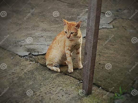 Stray orange cat stock image. Image of stray, carnivore - 219324859