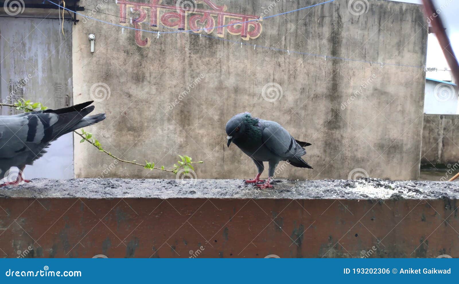 Stray Pigeons Playing or Fighting with Wings Stock Footage - Video of ...