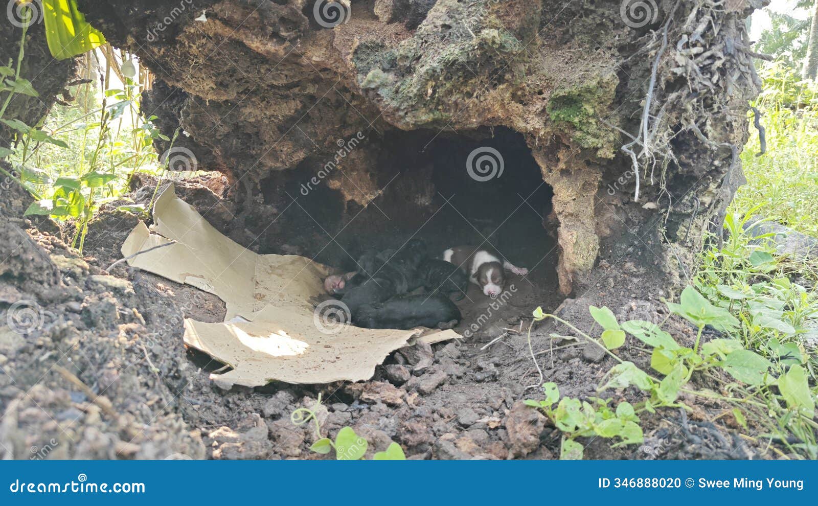Stray Puppies Taking Shelter Inside the Tree Trunk Hole. Stock Photo ...