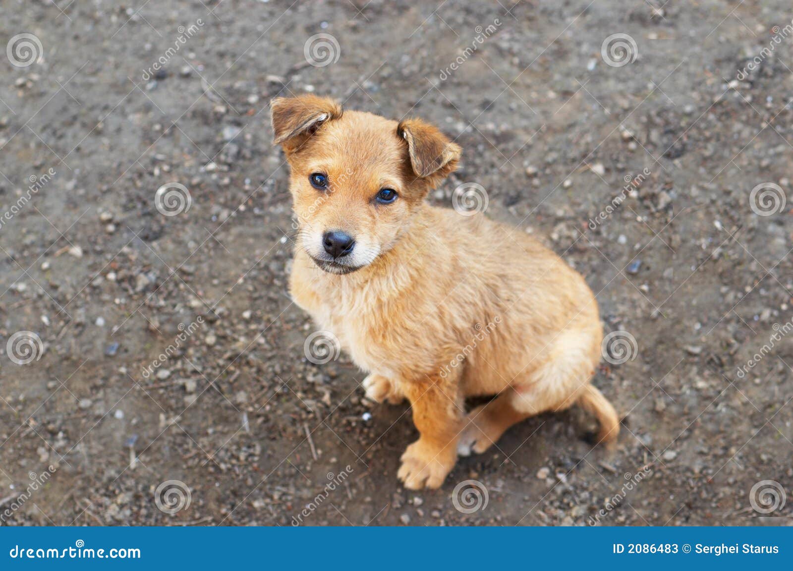 Stray Puppy Stock Photos - Image: 2086483