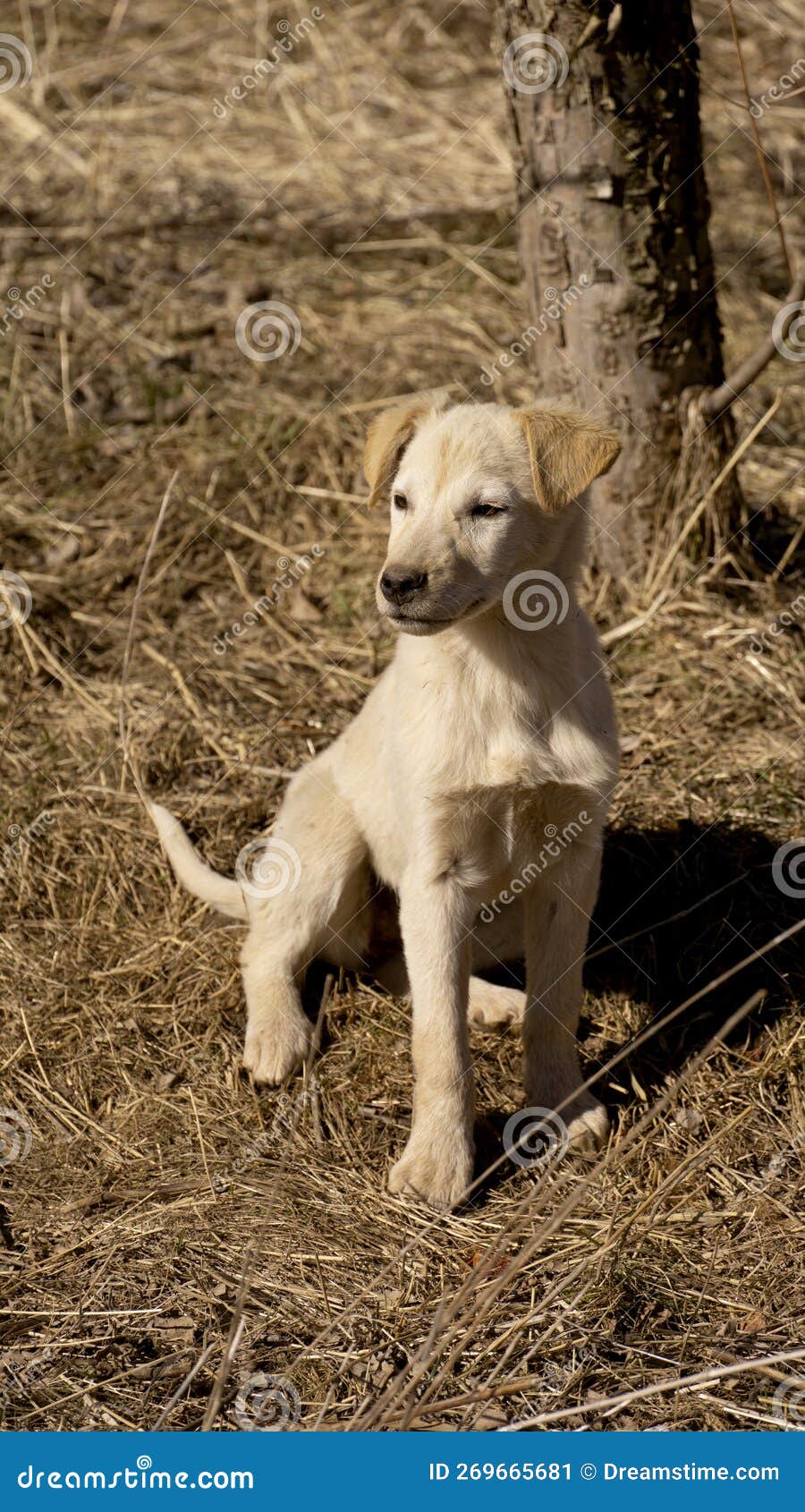 Stray Puppy in Nature , Pet Concept Stock Image - Image of breed, lovr ...