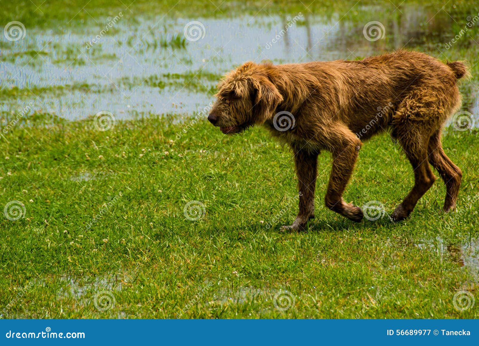 Stray Red Dog Run on Green Grass Stock Image - Image of plants, animal ...