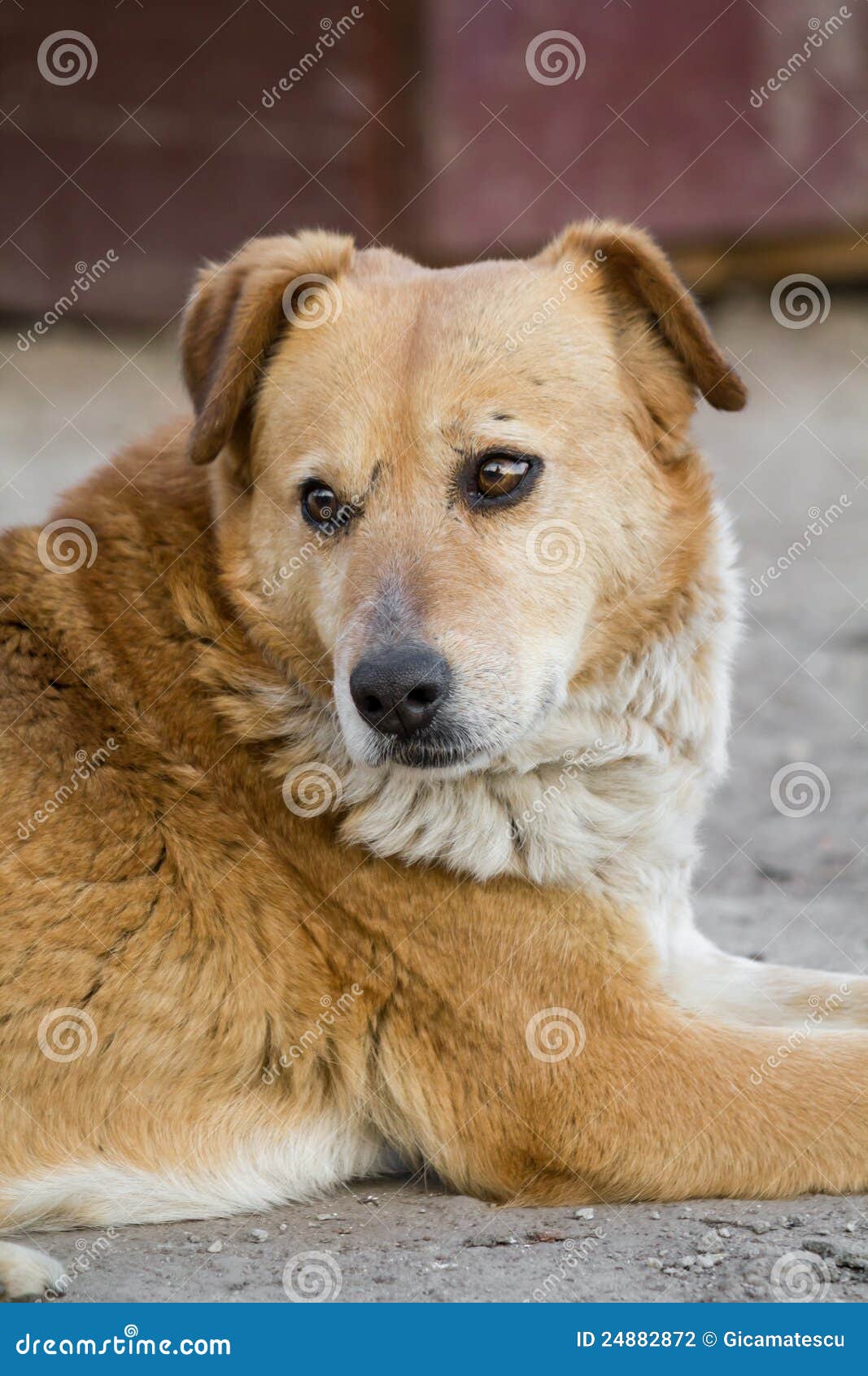 Stray sad dog stock photo. Image of abandoned, alone - 24882872