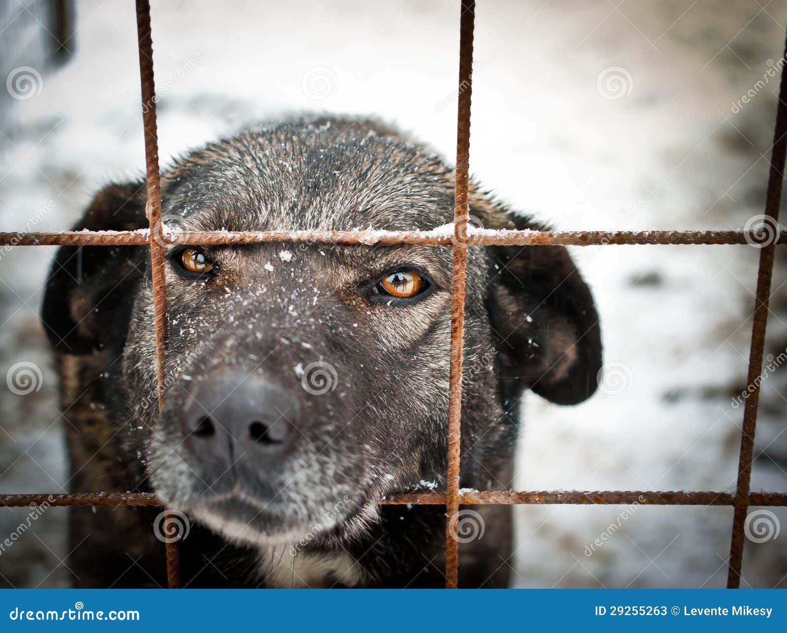 Stray and sad dog. stock image. Image of humane, guard - 29255263