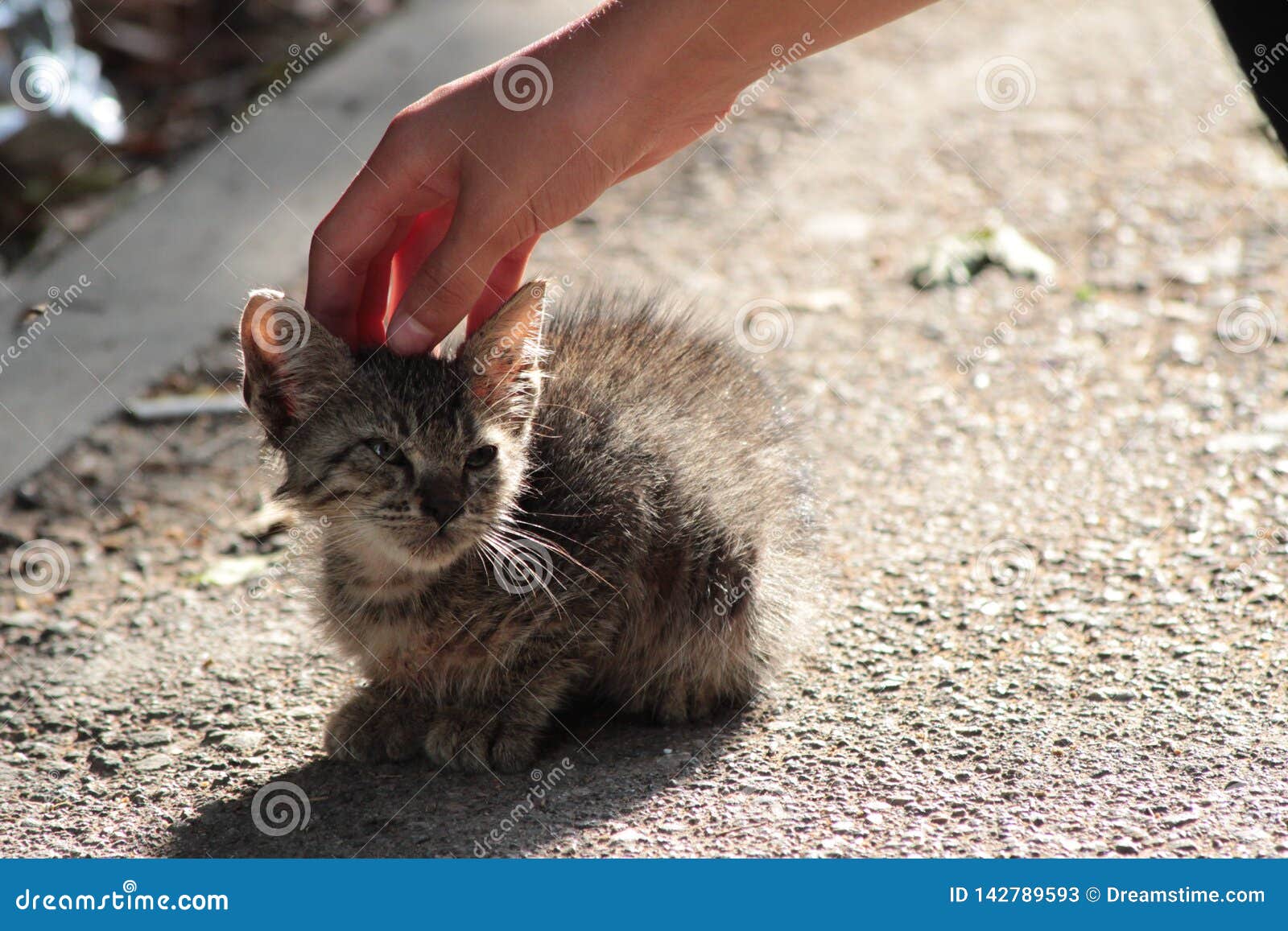 Stray kitty in the street stock image. Image of sitting - 142789593