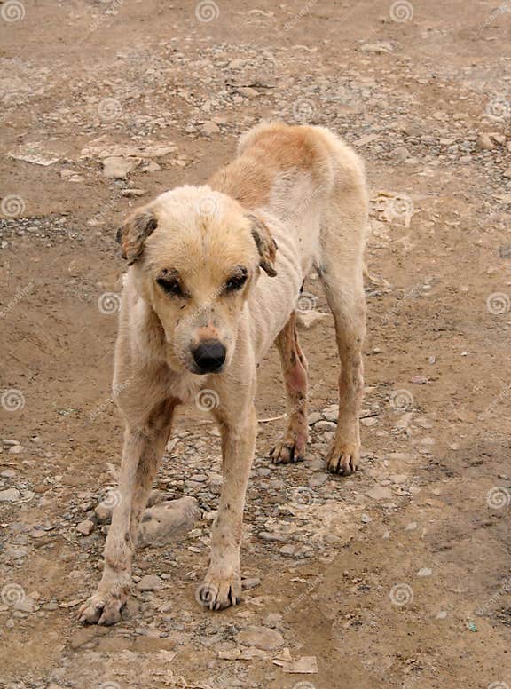 Stray Stinky Dog stock photo. Image of dirt, ugly, blonde - 868916