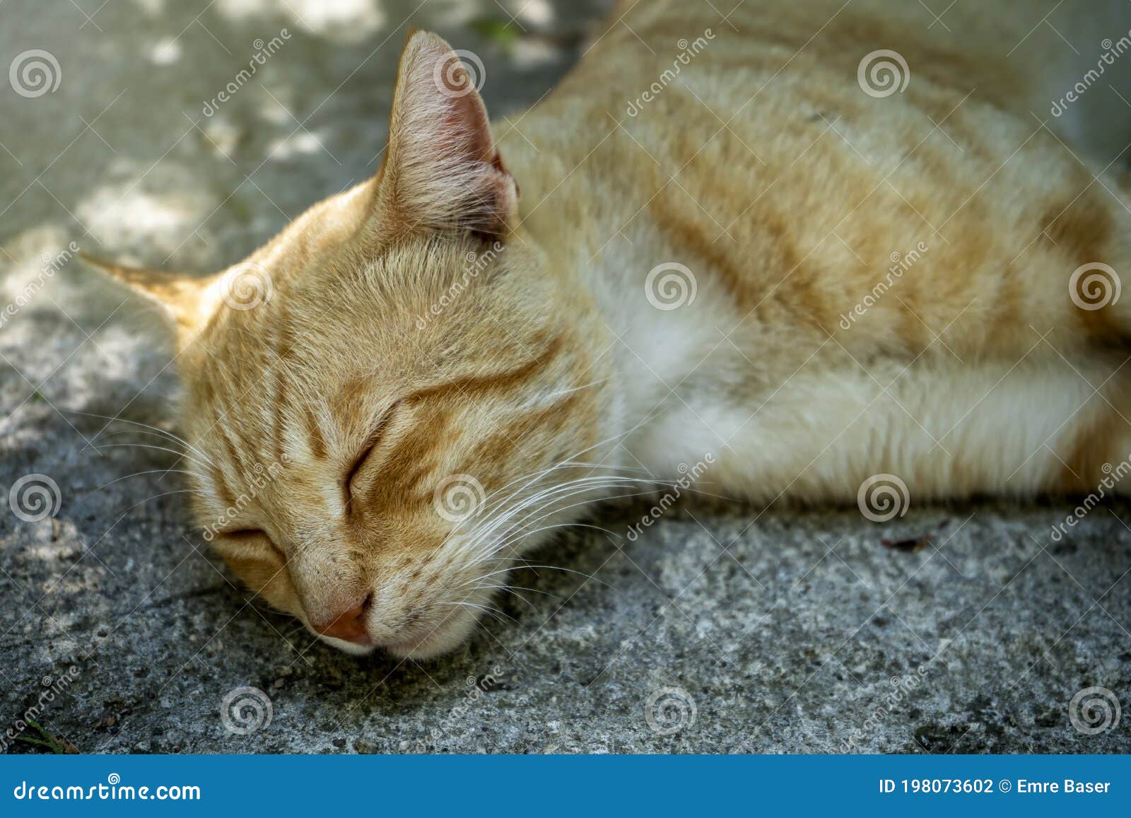 Stray Street Cat On Car Wheel. Homeless Cat Hiding Looking For Warmth ...