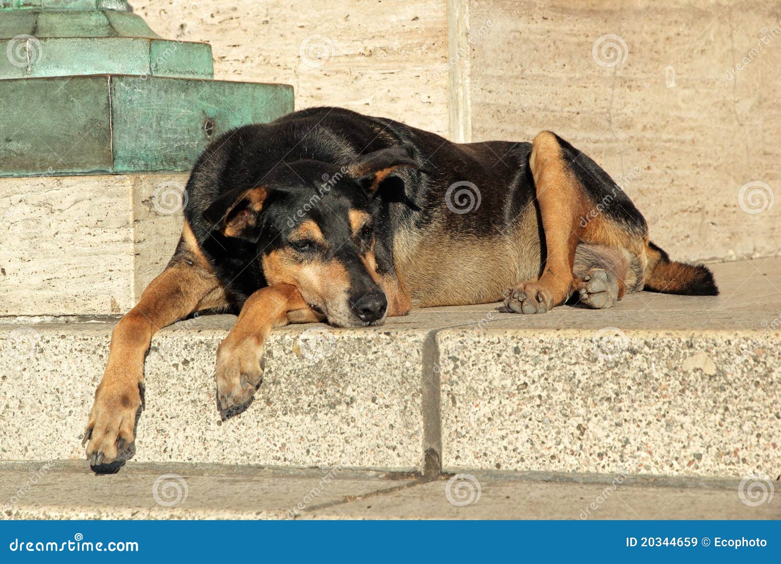 Sad Stray Dog At Street Stock Photography | CartoonDealer.com #70678040