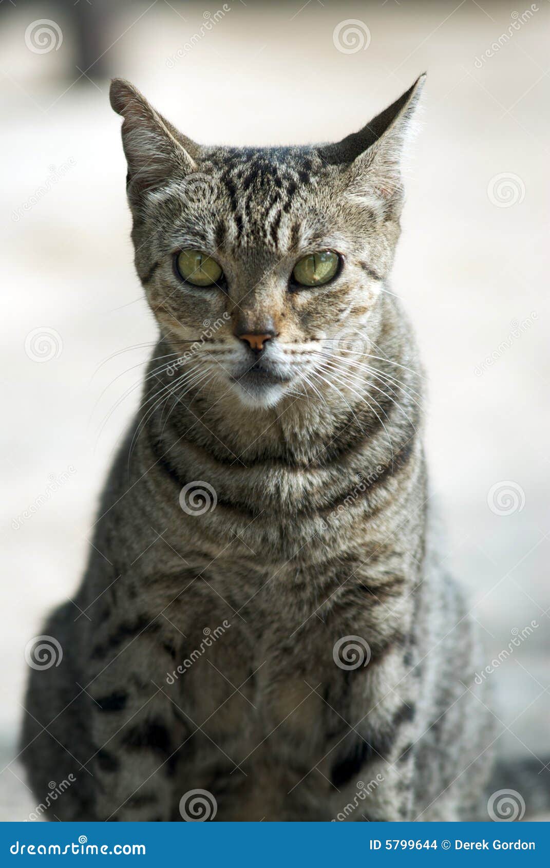 Stray Tabby Cat Royalty-Free Stock Photography | CartoonDealer.com ...