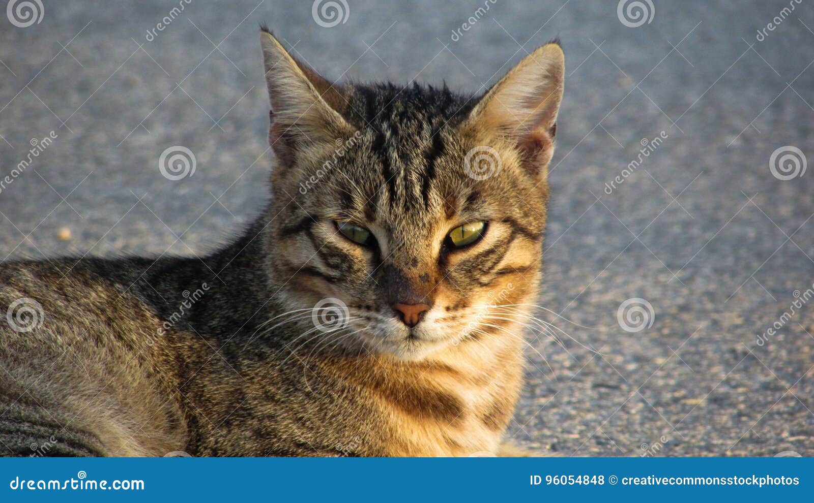 Stray Tabby Cat Picture. Image: 96054848