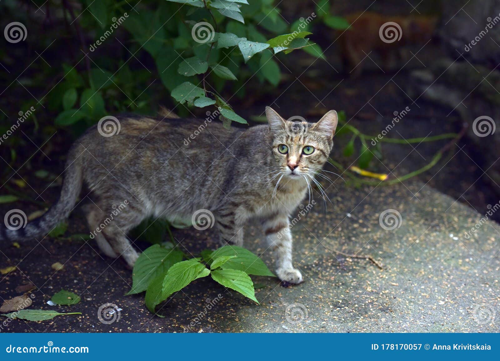 Stray Tabby Cat on the Street Stock Image - Image of face, ears: 178170057