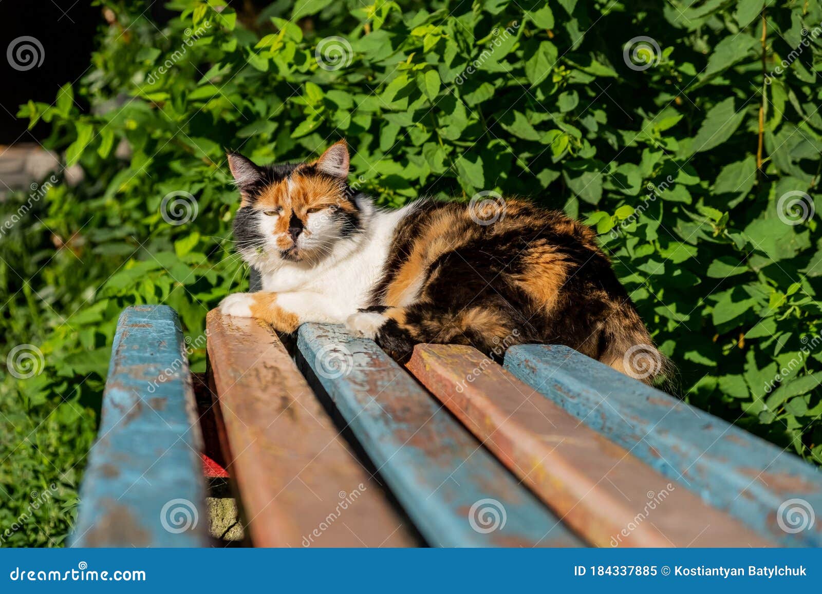 A Stray Tricolor Cat Sleeping on a Bench Stock Image - Image of sitting ...