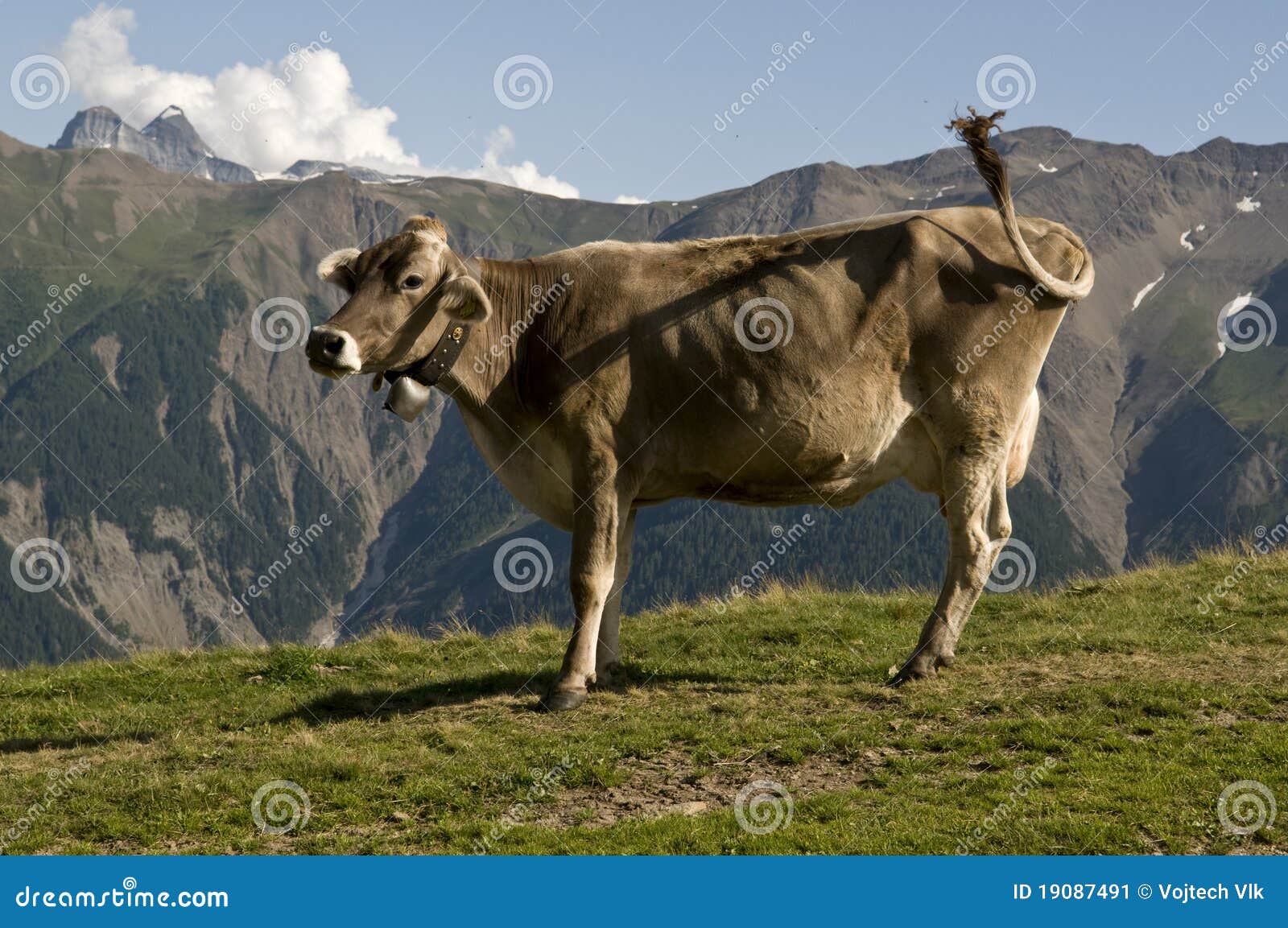 Straying cow stock image. Image of tail, bell, alpine - 19087491