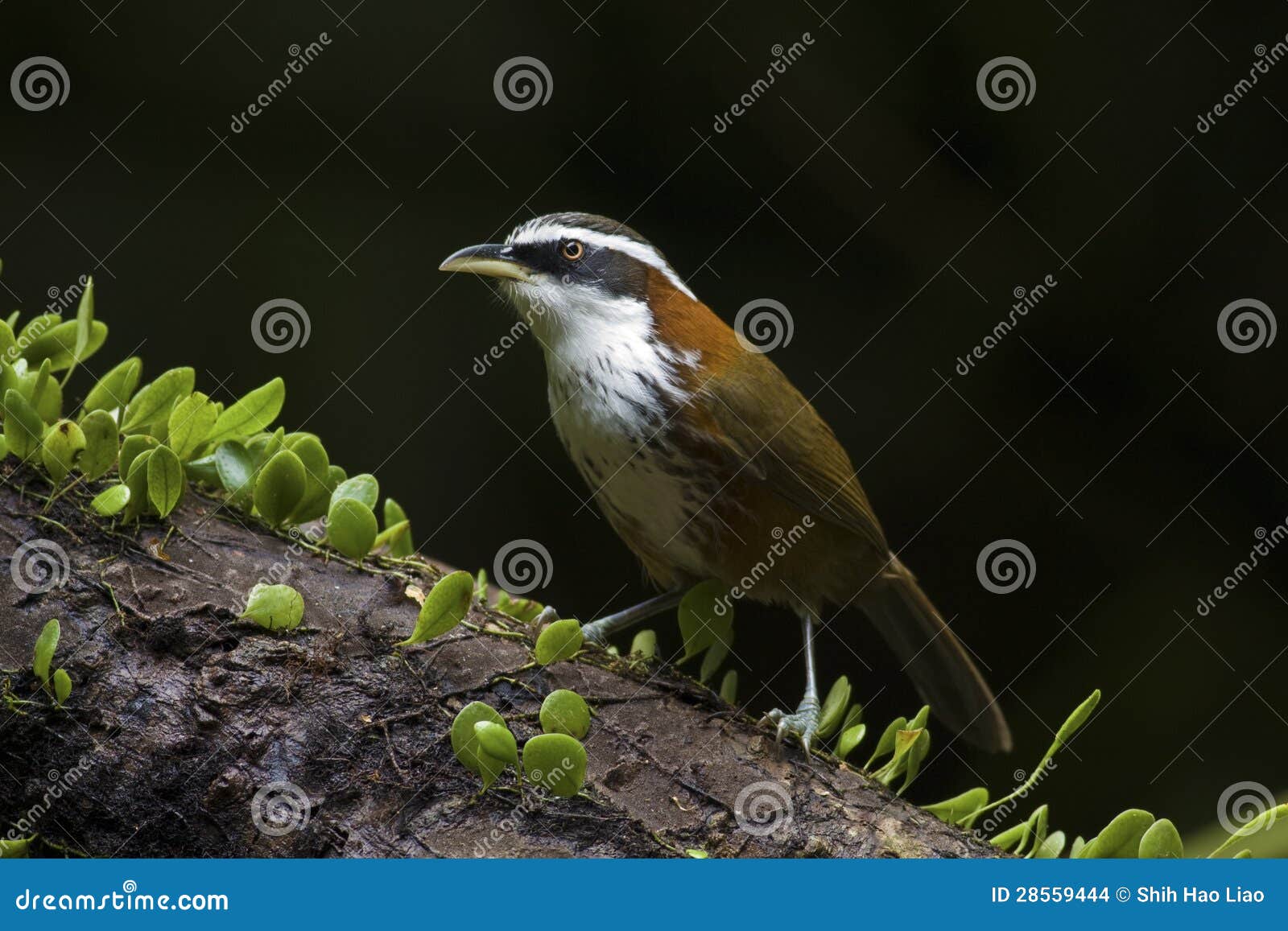 Streak-breasted Scimitar Babbler,Pomatorhinus Ruficollis Stock Photo ...